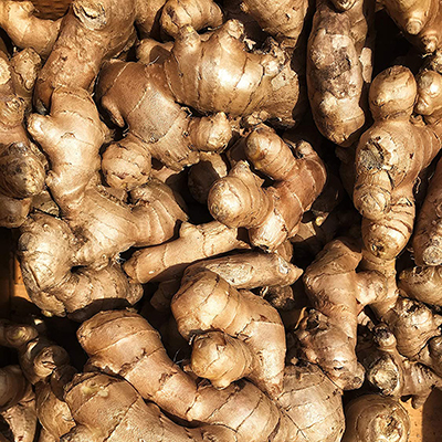 Gingers | Siam Global Impex Co., Ltd.
